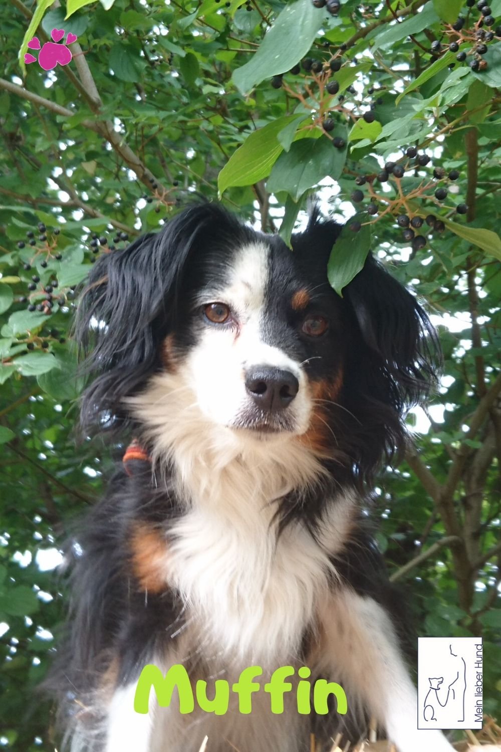 Über mich - Welpenerziehung